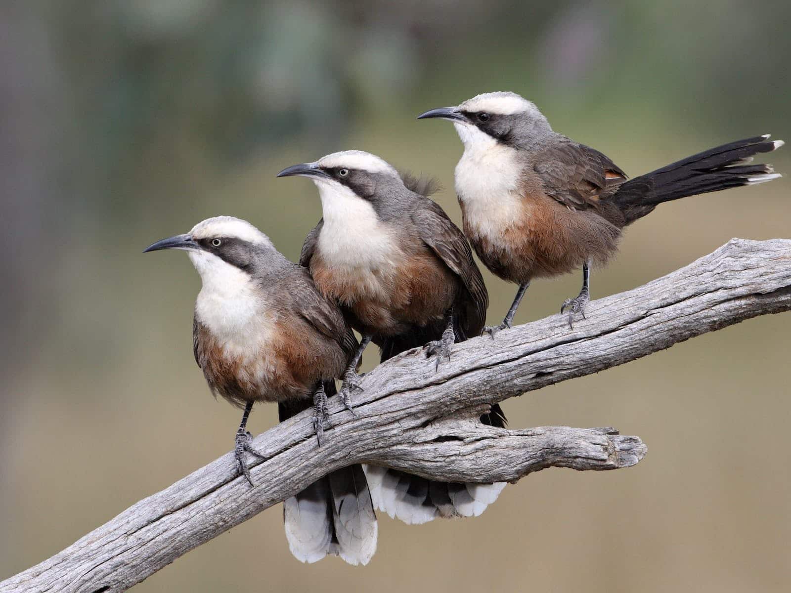 Winton Wetlands - Lets Go Victoria